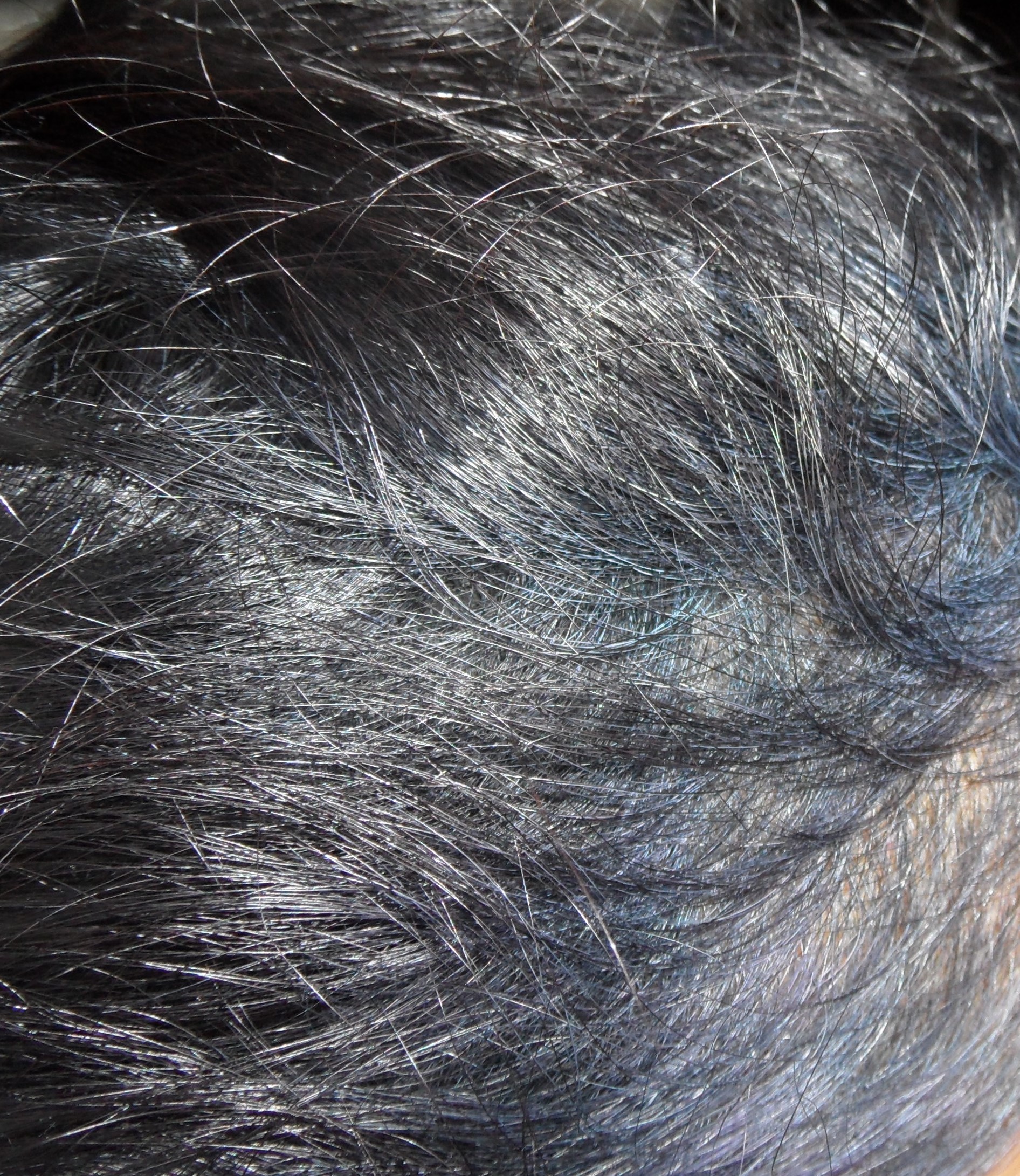 Blue Hair Streaks, Purple Hair Dye Voyage : Indigo Natural Hair Dye in ...
